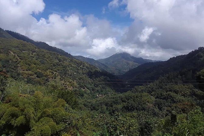 Private Blue Mountain tour from Ocho Rios - In Detail: Why This Tour Works Well