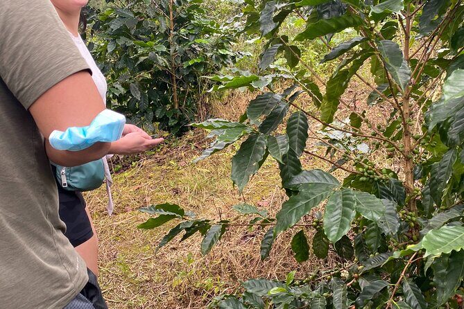 Private Blue Mountain tour from Ocho Rios - Final Thoughts