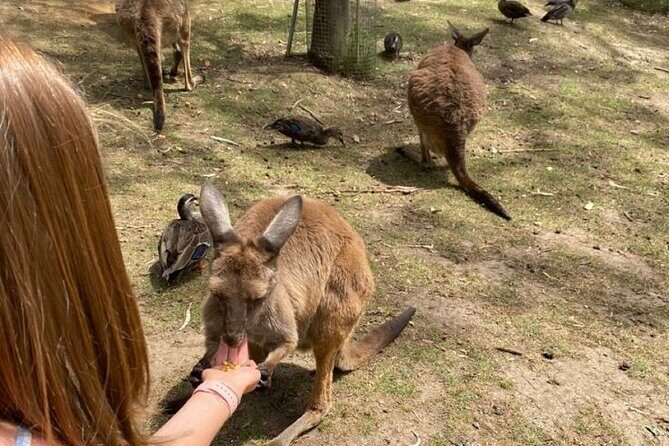 Private Blue Mountains Day Tour | Waterfalls, Koalas & Views - FAQ
