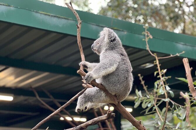 Private Blue Mountains Day Trip VIP from Sydney luxury Mercedes - The Sum Up