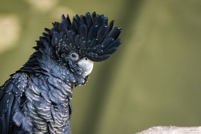 PRIVATE Blue Mountains, Scenic World & Australian Wildlife Tour - Final Thoughts: Is It Worth It?