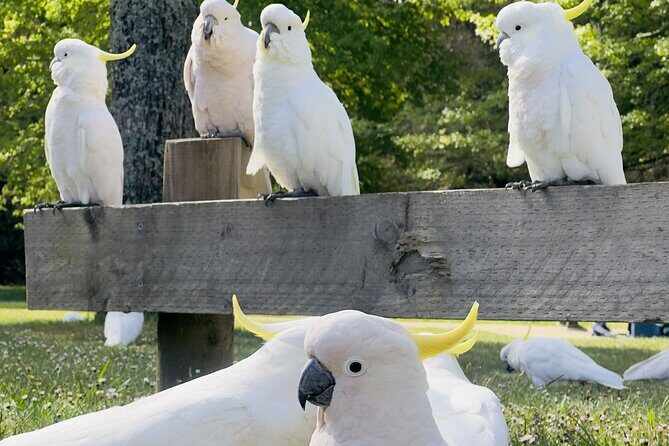 PRIVATE Blue Mountains, Scenic World & Australian Wildlife Tour - Who Should Consider This Tour?