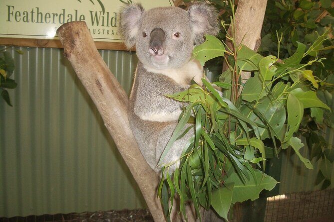 PRIVATE Blue Mountains Tour, Wildlife Park and River Cruise - The Itinerary: What You Can Expect