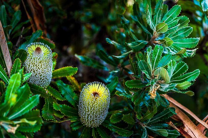 PRIVATE Blue Mountains Wilderness & Wildlife Late Start Tour - Who Will Love This Tour?