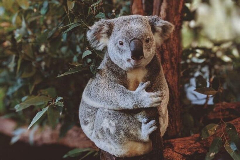 Private BlueMountains, ScenicWorld & AustralianWildlife Tour - What Does It All Cost, and Is It Worth It?