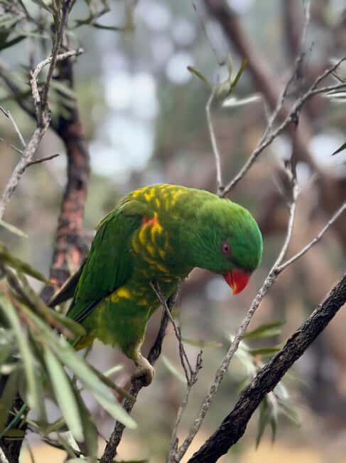 Private BlueMountains, ScenicWorld & AustralianWildlife Tour - Authentic Encounters and Top Experiences