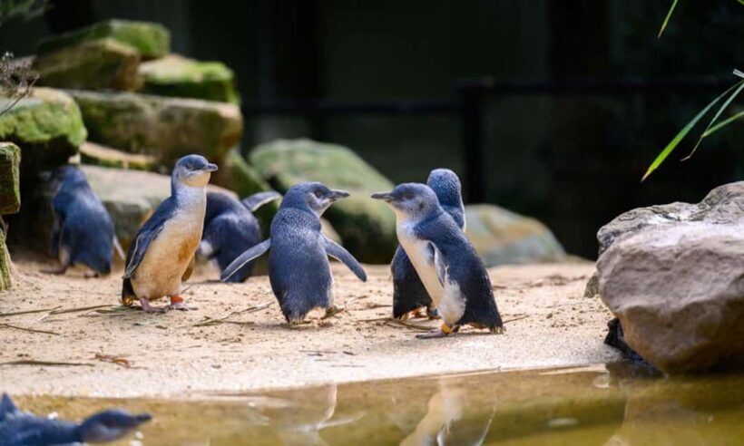 Private BlueMountains, ScenicWorld & AustralianWildlife Tour - The Bottom Line: Who Should Book This Tour?