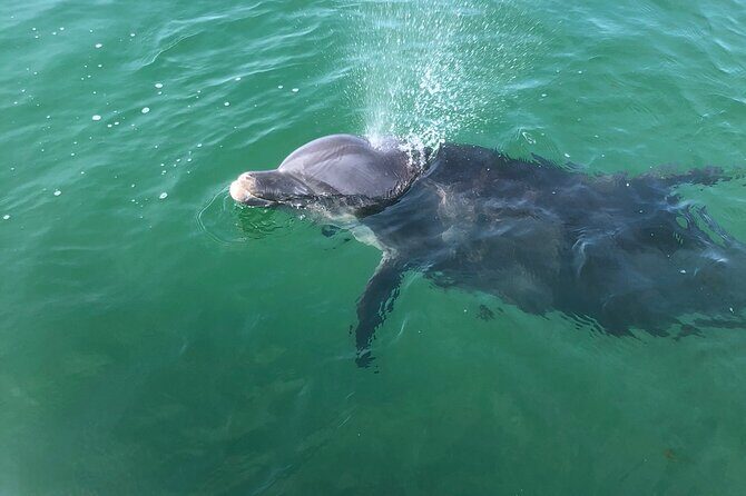 Private Boat and Dolphin Watching in Florida - An Overview of What to Expect
