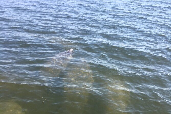 Private Boat and Dolphin Watching in Florida - Extra Options and Long-Range Cruises