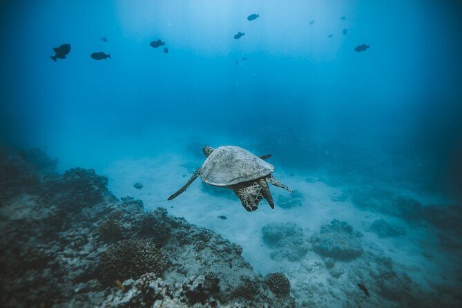 Private Boat Charter in Waikiki for Snorkeling and Events - Authentic Experiences and Traveler Considerations
