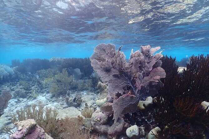 private Boat Dive charter with local guide and all Equipment - Who Should Consider This Tour?