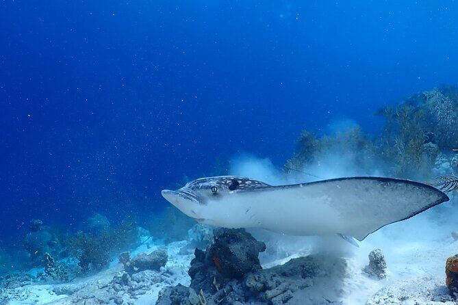 private Boat Dive charter with local guide and all Equipment - FAQ