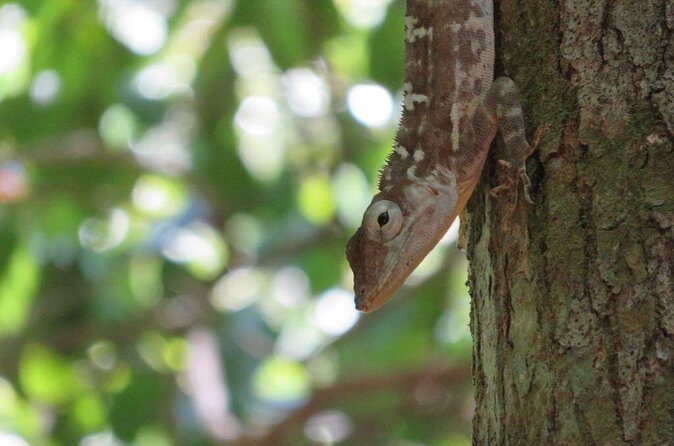 Private Boat Nature Tour of Los Haitises National Park - Practical Tips for Travelers
