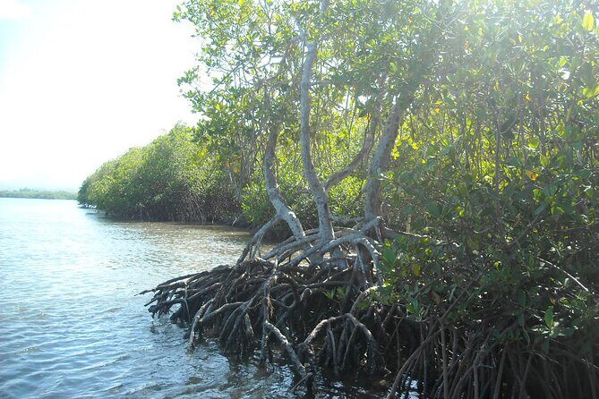 Private Boat Nature Tour of Saona Island - The Value for Money