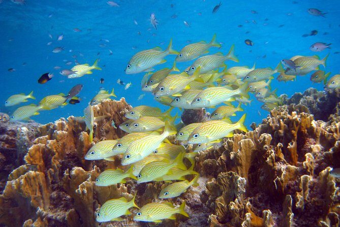 Private Boat Snorkel tour to Klein Bonaire - Key Points