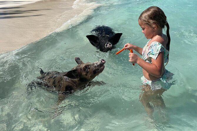 Private Boat Swim and Snorkel Adventure to Rose Island - Who Will Love This Tour?