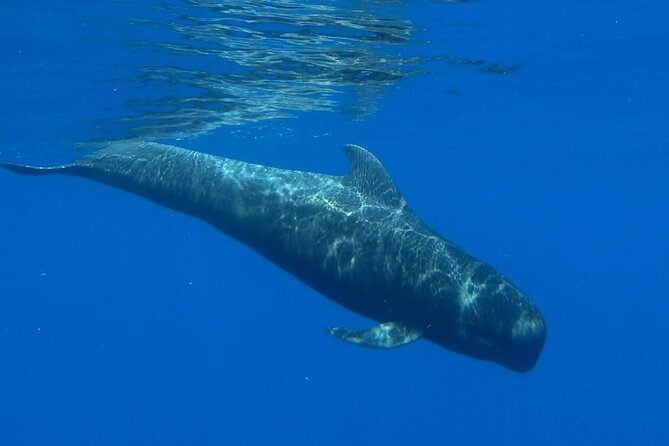 Private boat tour - What’s Included and What’s Not