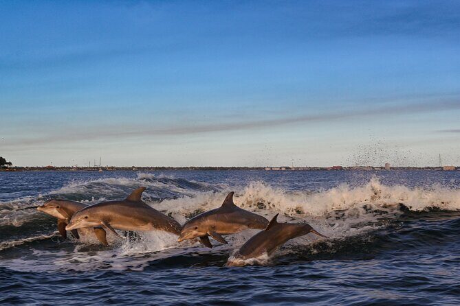 Private Boat Tour Dolphins Sunsets Shell Island and Snorkeling - An In-Depth Review of the Experience