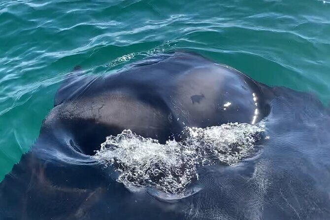 Private Boat Tour Dolphins Sunsets Shell Island and Snorkeling - Final Thoughts