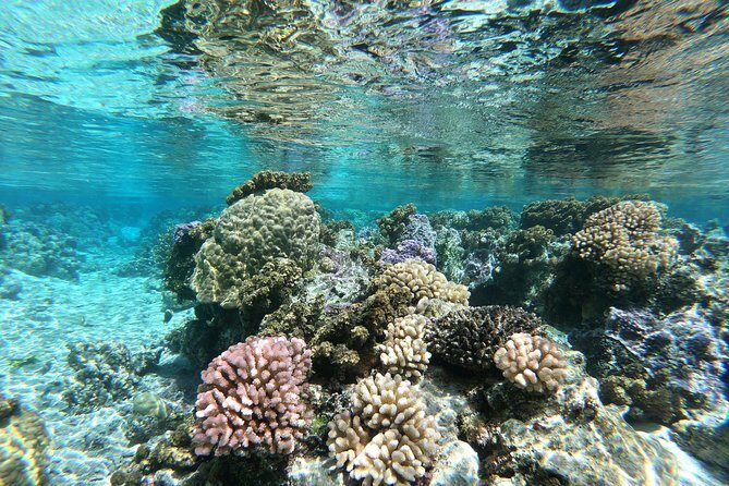 Private Boat Tour of Moorea Lagoon - The Sum Up