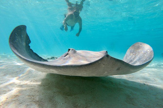 Private Boat Tour of Moorea Lagoon - FAQ