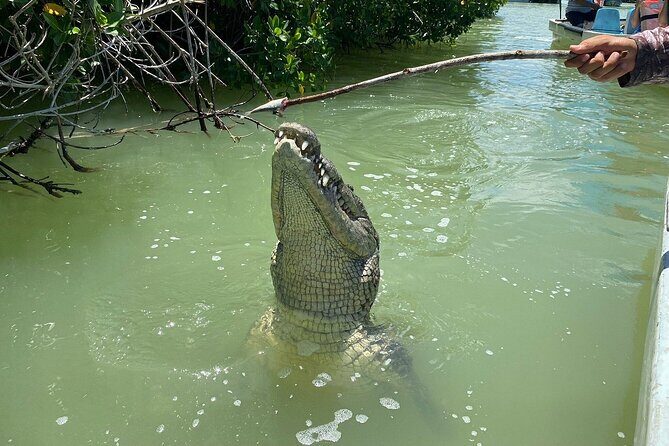 Private Boat Tour of Rio Lagartos - The Practicalities: What You Need to Know