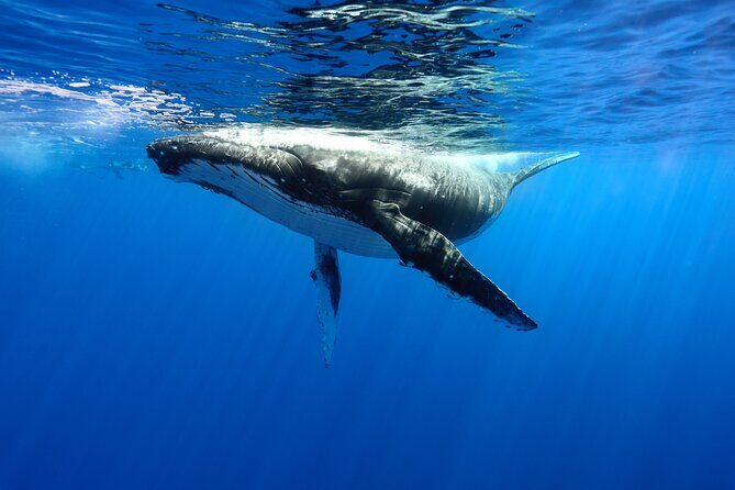 Private boat tour to swim with whales and sharks - Introduction