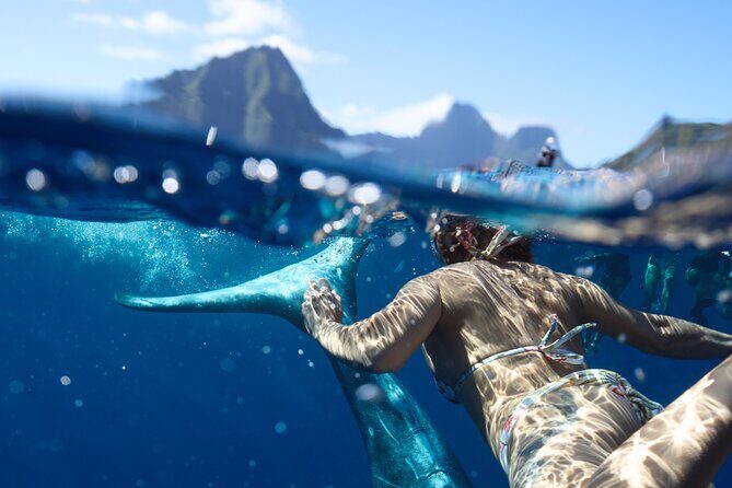 Private boat tour to swim with whales and sharks - Key Points