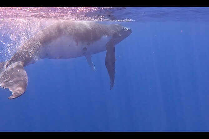 Private boat tour to swim with whales and sharks - Who Will Enjoy This Tour?