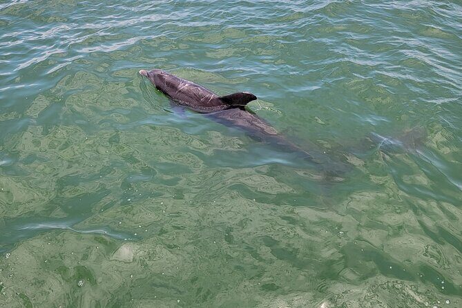 Private Boat Tour up to 12 People Fort Myers Beach and Sanibel - Who Will Enjoy This Tour?