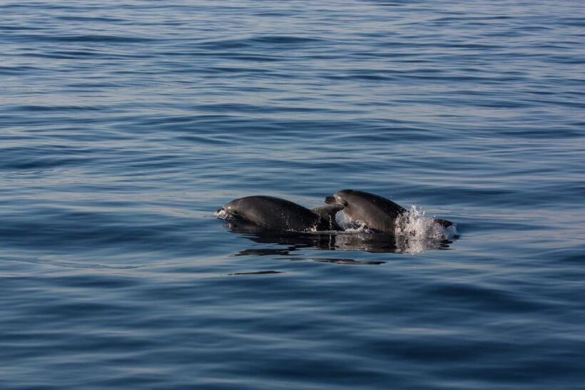Private Boat tour with snorkeling, Hot Springs & Caldera - Authentic Experiences and Traveler Feedback