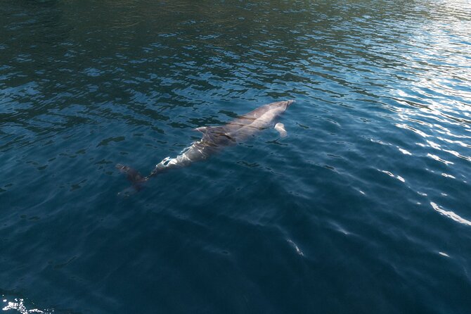 Private Boat Tours Dubrovnik Beach stops and Blue Cave tour - The Reviews Speak for Themselves