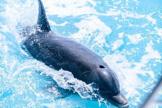 Private Boat Tours to outer islands, snacks drinks- snorkel- cruise! - Exploring Turks and Caicos on a Private Boat