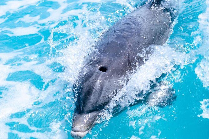 Private Boat Tours to outer islands, snacks drinks- snorkel- cruise! - Value for Money