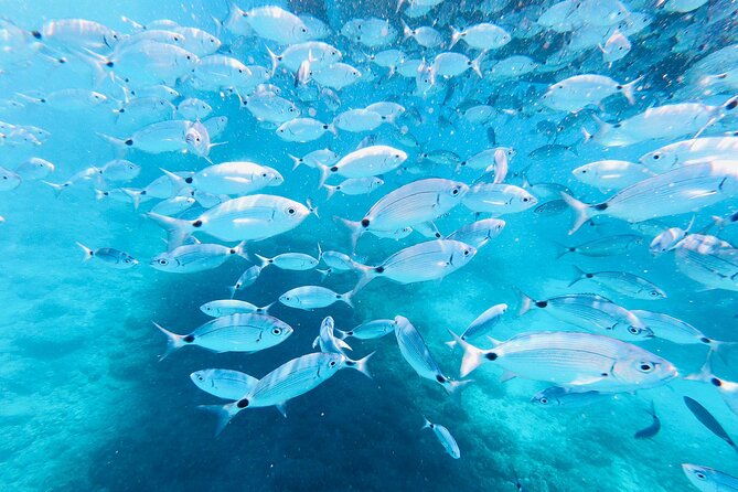 Private Boat Trip With Sandra Boat Medulin, Kamenjak, Ceja - Transportation Options