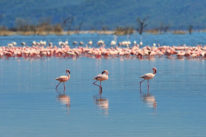 Private Bonaire Island Tour in English with a Bonaire Local - Key Points