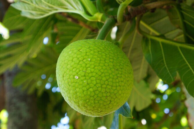 Private Botanical Garden Experience in the Heart of Maui - Exploring the Private Botanical Garden Experience in Maui