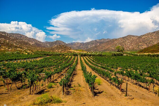 Private Boutique Wine Tour in Valle de Guadalupe - Why This Tour Works Well