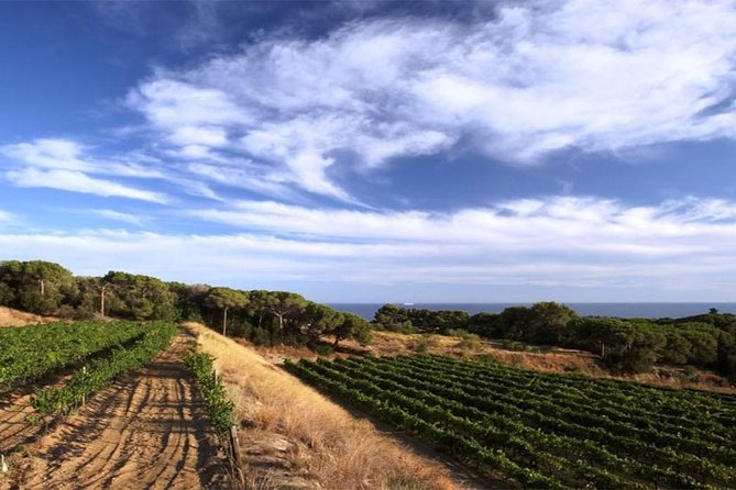 Private Breakfast Winery Experience - Private Wine Tasting Tour - A Fresh Take on Wine Tours: The Private Breakfast Winery Experience Near Barcelona