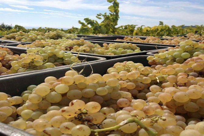 Private Breakfast Winery Experience - Private Wine Tasting Tour - Final Thoughts