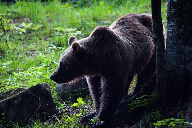 Private Brown Bear Watching Experience near Odorheiu Secuiesc - Key Points