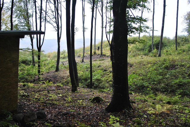 Private Brown Bear Watching Experience near Odorheiu Secuiesc - What You Need to Know