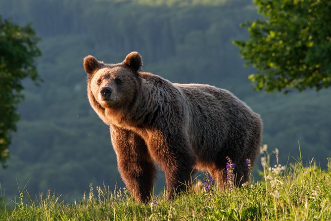 Private Brown Bear Watching Experience near Odorheiu Secuiesc - Authentic Encounters and Reviews