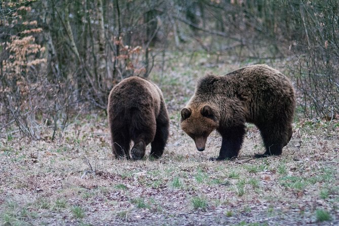 Private Brown Bear Watching Experience near Odorheiu Secuiesc - Logistics and Practicalities