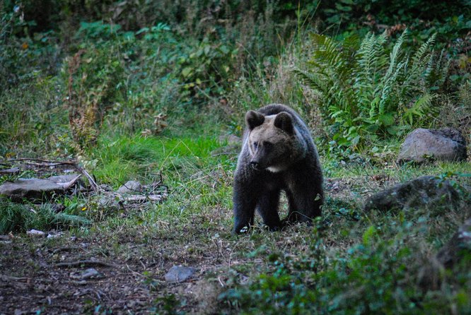 Private Brown Bear Watching Experience near Odorheiu Secuiesc - Why This Tour Is Worth Considering