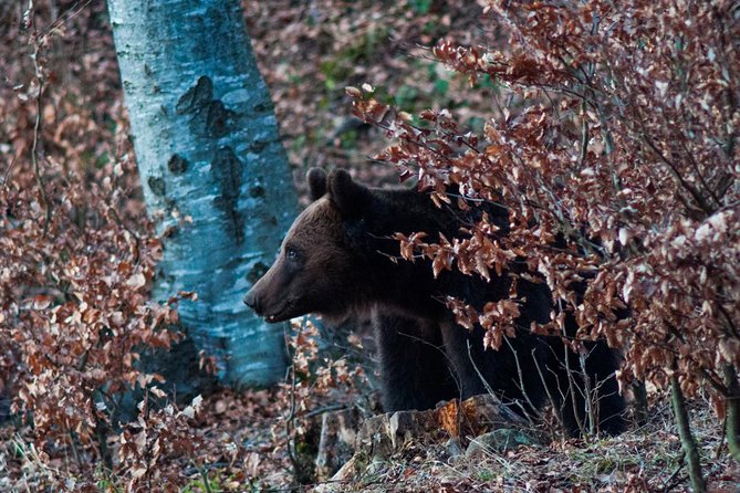 Private Brown Bear Watching Experience near Odorheiu Secuiesc - The Sum Up