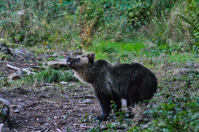 Private Brown Bear Watching Experience near Odorheiu Secuiesc - FAQ
