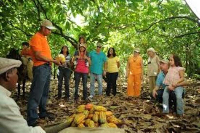 Private: Cacao Plantation Tour with Lunch & Tasting - Key Points