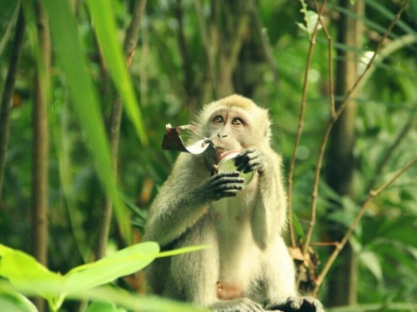 Private Can Gio Mangrove Biosphere Reserve 1 Day Tour - Key Points