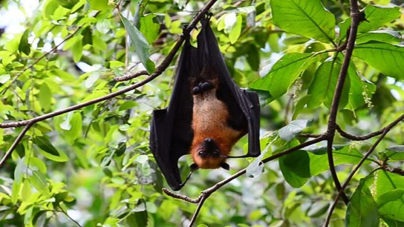 Private Can Gio Mangrove Biosphere Reserve 1 Day Tour - FAQs about the Can Gio Mangrove Biosphere Reserve Tour
